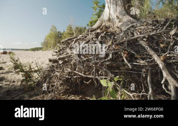 Intertwined tree roots Stock Videos & Footage - HD and 4K Video Clips ...