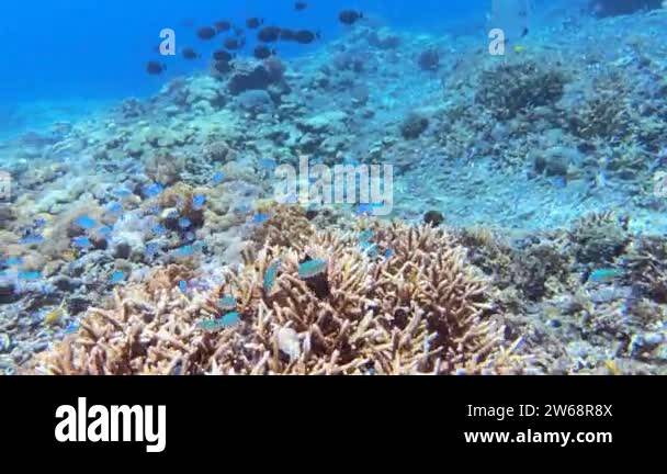 Underwater View Of Colorful Tropical Fish In Kri Island, Raja Ampat ...