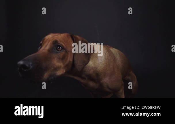 Rhodesian ridgeback teeth Stock Videos & Footage - HD and 4K Video ...