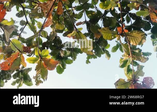 Gypsy moth caterpillars tree Stock Videos & Footage - HD and 4K Video ...