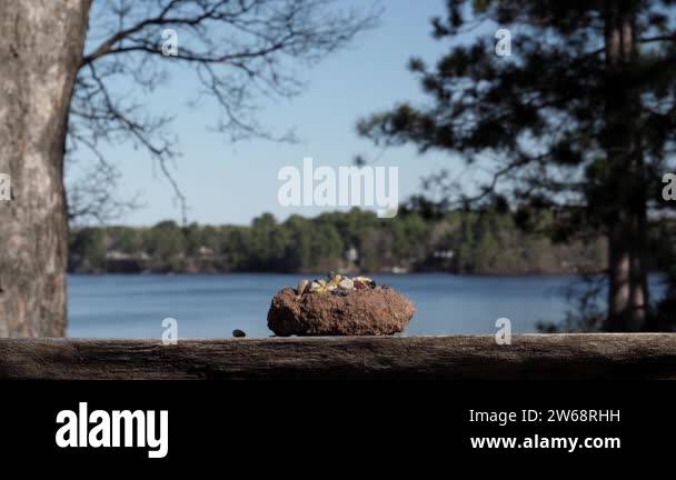Long peanuts Stock Videos & Footage - HD and 4K Video Clips - Alamy