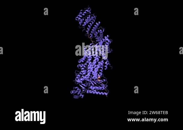 Structure of the human Separase (blue)-Securin (brown) complex ...