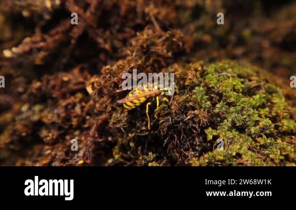 European yellow wasp drinks water among moss. Also called German ...
