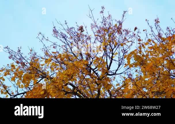 Autumn time. Yellow and orange dry leaves on a maple tree sway in gentle breeze Stock Video ...