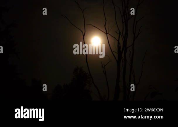 Moon fog tree Stock Videos & Footage - HD and 4K Video Clips - Alamy