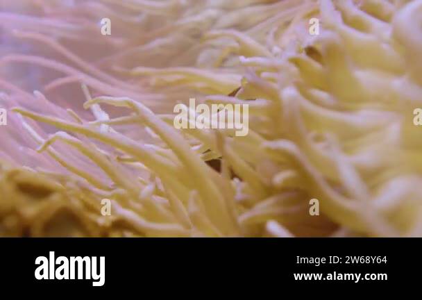 Corkscrew tentacle sea anemone Stock Videos & Footage - HD and 4K Video ...