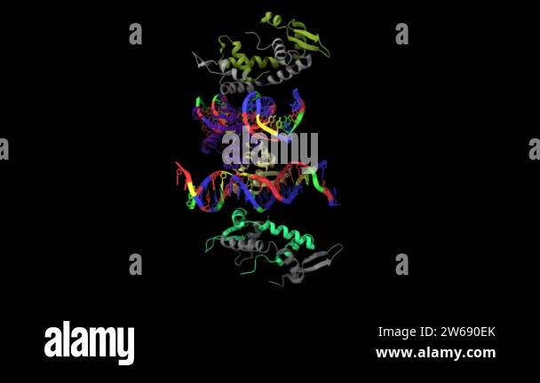Crystal structure of Foxp2 bound specifically to DNA. Animated 3D ...