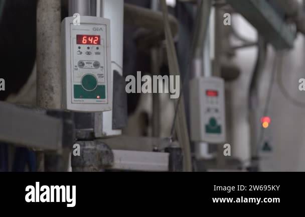 Automated process of a modern milking machine. The cows udder. milking ...