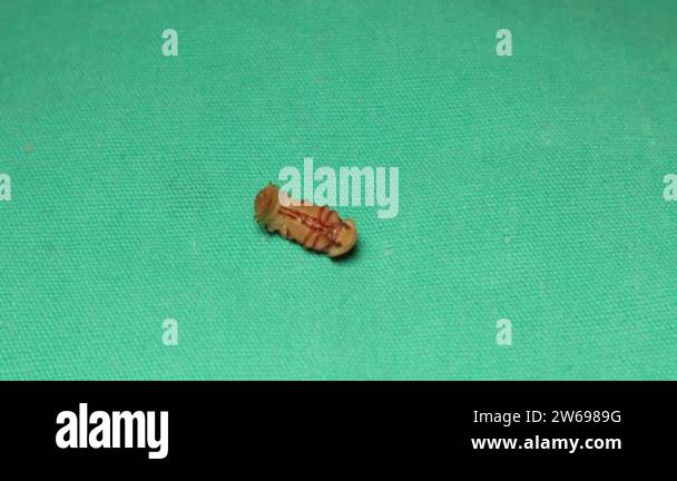 mealworms on green background; pupa mealworms, mealworms, superworm ...