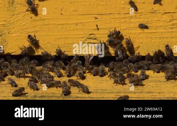 Hive house Stock Videos & Footage - HD and 4K Video Clips - Alamy
