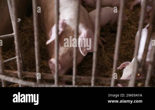 pigs on livestock farm, pigs farm, livestock farm. Modern Agricultural ...