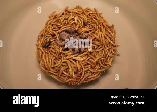 Meal worms eating spider carcass. dead tarantula. life cycle of a ...