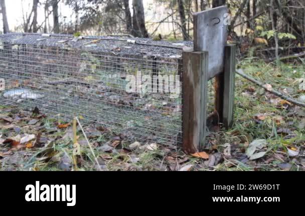 Fox in a trap Stock Videos & Footage - HD and 4K Video Clips - Alamy