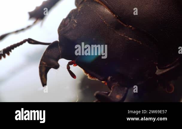 Claws insect animal beetle Stock Videos & Footage - HD and 4K Video ...
