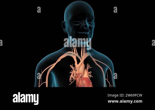 Cardio pulmonary system Stock Videos & Footage - HD and 4K Video Clips ...