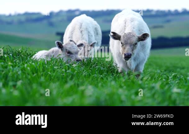 Close up of beef cows and calves grazing on grass in Australia, on a ...