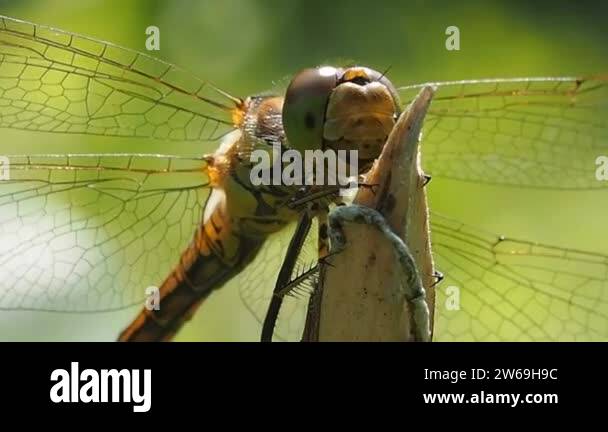 The look of the dragonfly - macro photography. Odonata - the order of ancient antibiotic good ...