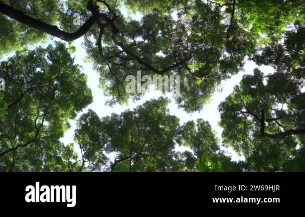 Crown Shyness big tree showing gap between tree top avoid touching in ...