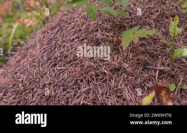 A closer look of the anthill with lots of ants in Finland Stock Video ...