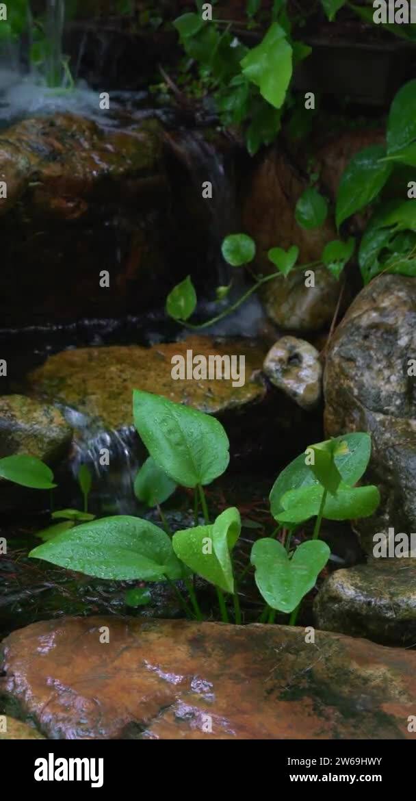 Vertical format mini waterfall water Stock Videos & Footage - HD and 4K ...