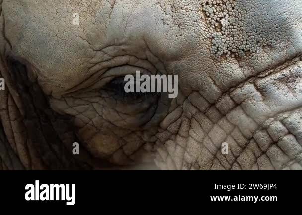 Elephants face close Stock Videos & Footage - HD and 4K Video Clips - Alamy