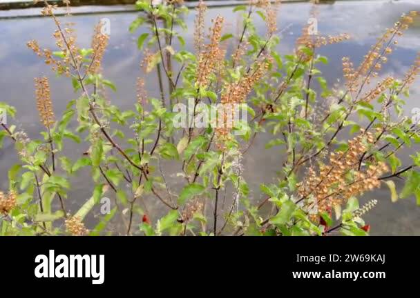 Asian coin plant in the jungle, medicinal tree, homeopathy, herbal ...