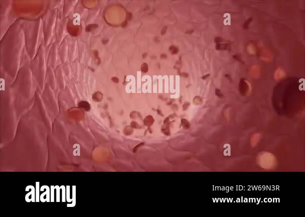 Alveolus closeup anatomy, oxygen and carbon dioxide exchange between ...