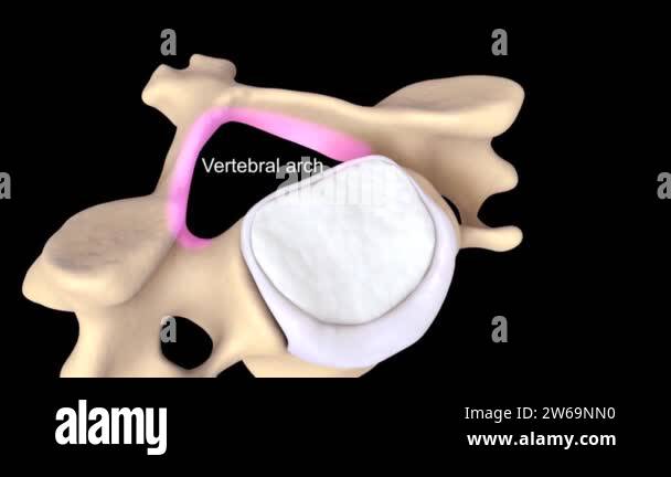 Spinal lamina Stock Videos & Footage - HD and 4K Video Clips - Alamy