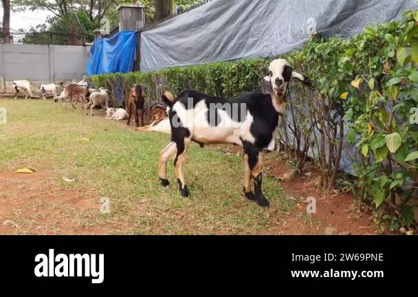 Goats eating leaves from a hedge in an Indonesian housing compound, the ...