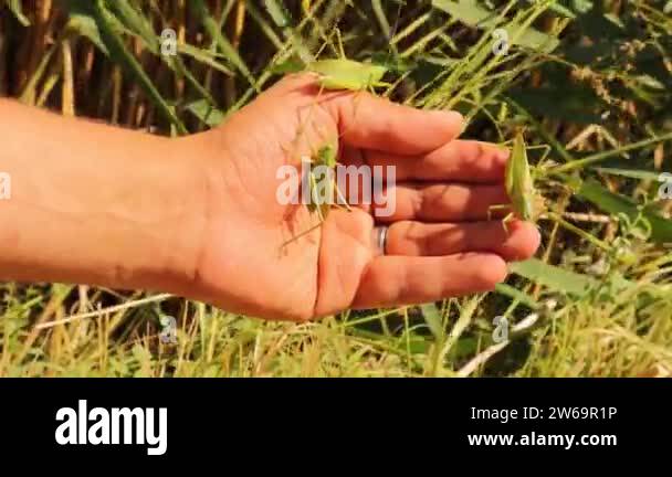 Harmless animals Stock Videos & Footage - HD and 4K Video Clips - Alamy