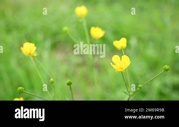 Yellow buttercup flower in the field. Ranunculus. Static camera close ...