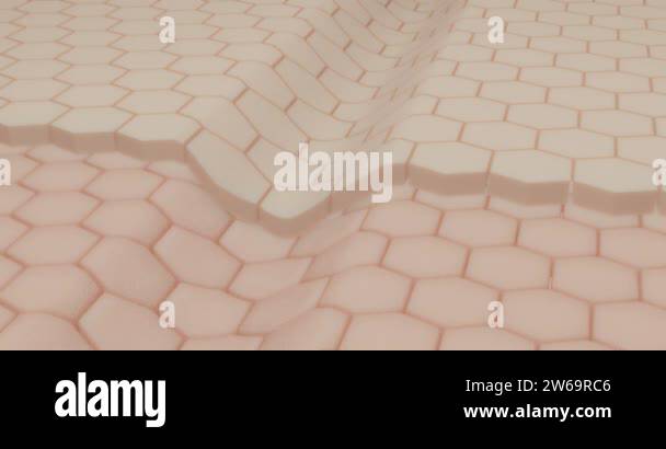 Stylized 3d rendering animation of the anatomy of the skin layers ...