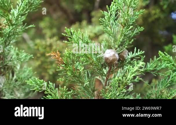 Mediterranean cypress cone Stock Videos & Footage - HD and 4K Video ...