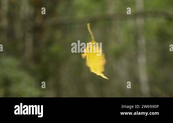 The yellow leaf is spinning in the air. Sheet for 3d model Stock Video ...