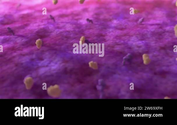 Bacteria Corynebacterium diphtheriae fight Gram-positive rod-shaped ...