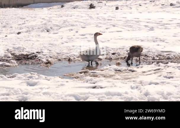 Geese looking for food in the winter. Domestic birds in the countryside ...