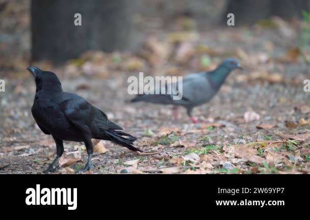 Eastern jungle crow Stock Videos & Footage - HD and 4K Video Clips - Alamy