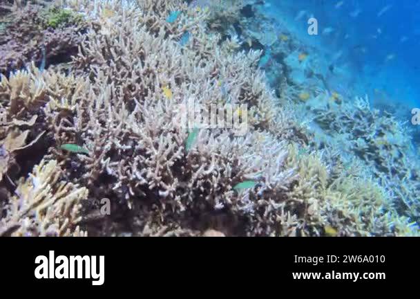 Coral Garden With Tropical Fish In Kri Island, Raja Ampat. Underwater ...