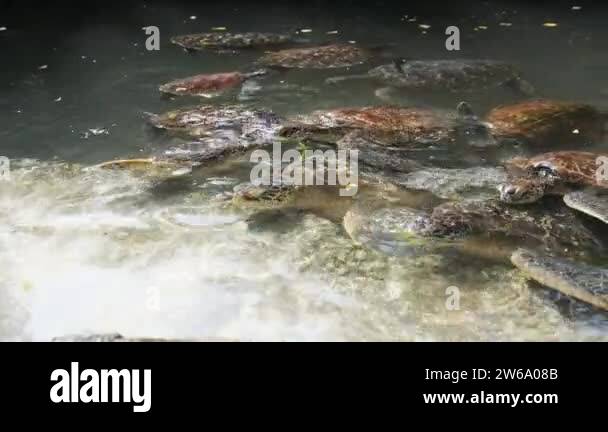 People Algae Feeding Giant Sea Turtles in Baraka Natural Aquarium ...