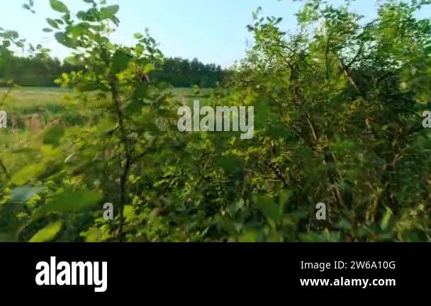 Landscape valley grass trees Stock Videos & Footage - HD and 4K Video ...