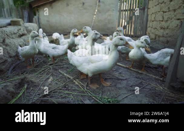 Dirty white ducks quack and walk around the enclosure on the farm ...