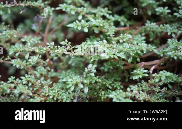Pilea microphylla (Also called rockweed, artillery plant, gun powder ...