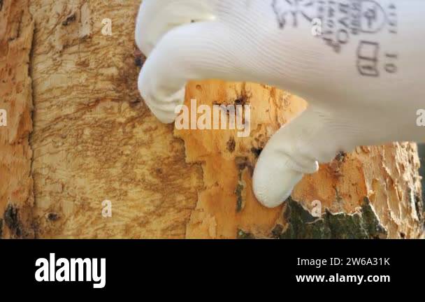 Oak infested with malignant insects. The larvae of the oak longhorn ...