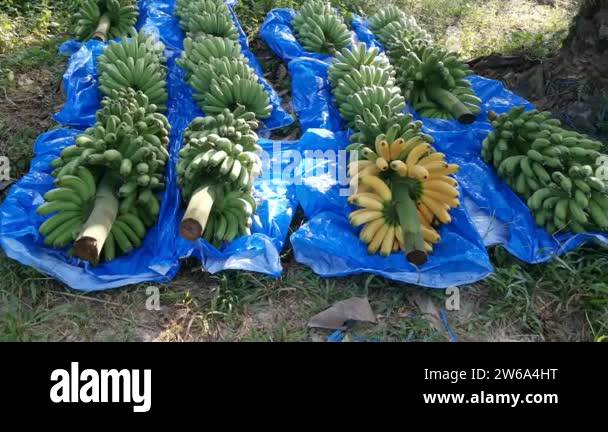 row of fresh clusters of bananas fruits Stock Video Footage - Alamy