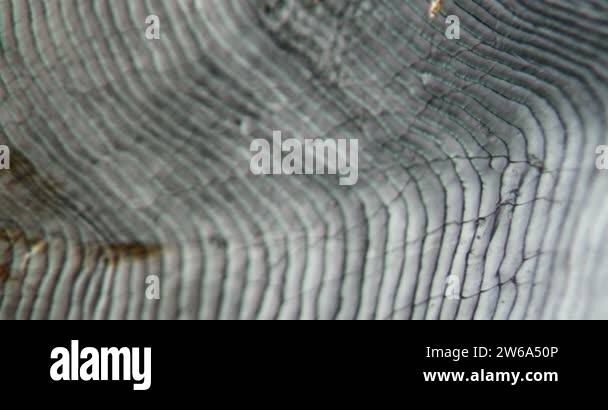 Microscope fish scales Stock Videos & Footage - HD and 4K Video Clips ...