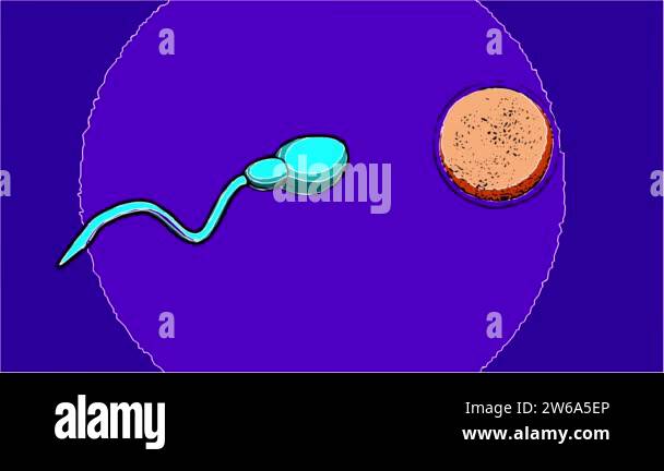 2d animation in comic style - sperm and fertile human egg. Insemination ...