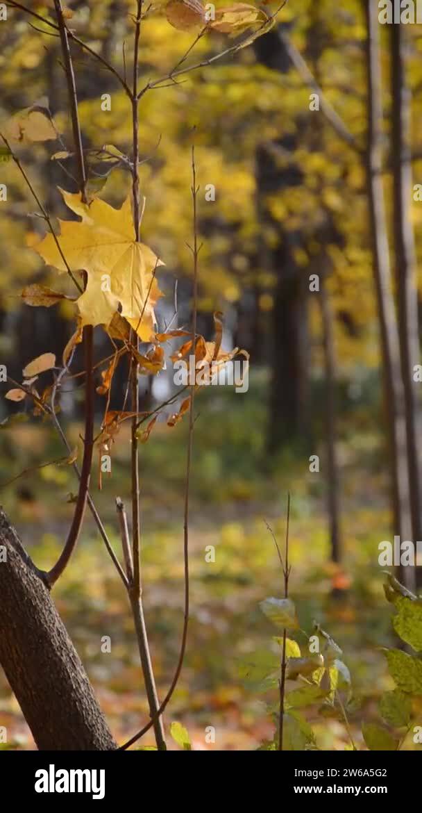 Yellow maple leaf stuck in tree branches on the background of autumn ...