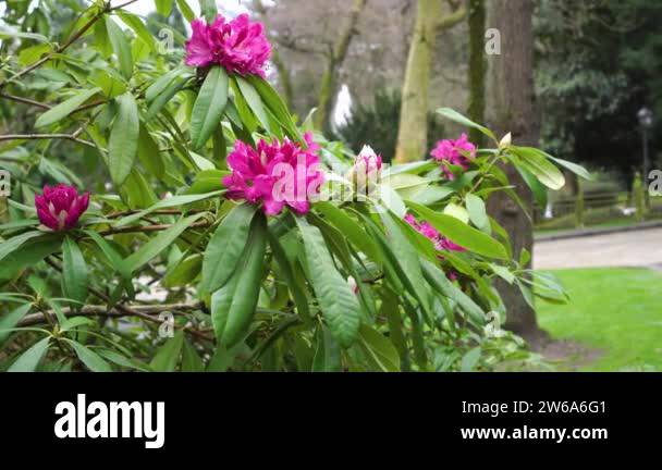 Beautiful big red flower blooms on a bush in the park. Fountain and ...