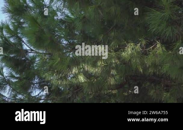 Botany trees conifers maritime Stock Videos & Footage - HD and 4K Video ...
