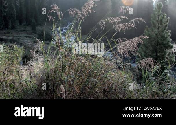 Misty seeds Stock Videos & Footage - HD and 4K Video Clips - Alamy